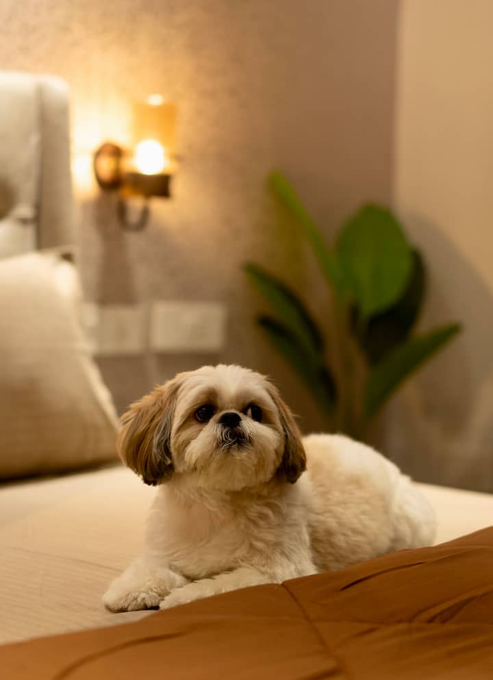 The Modern House – Where Design Meets Comfort - Zirakpur