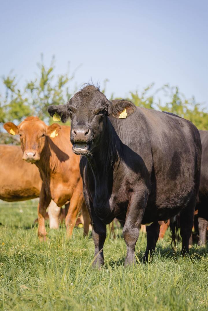 Zimmer 9 | Urlaub Auf Dem Bauernhof - Bad Wimpfen