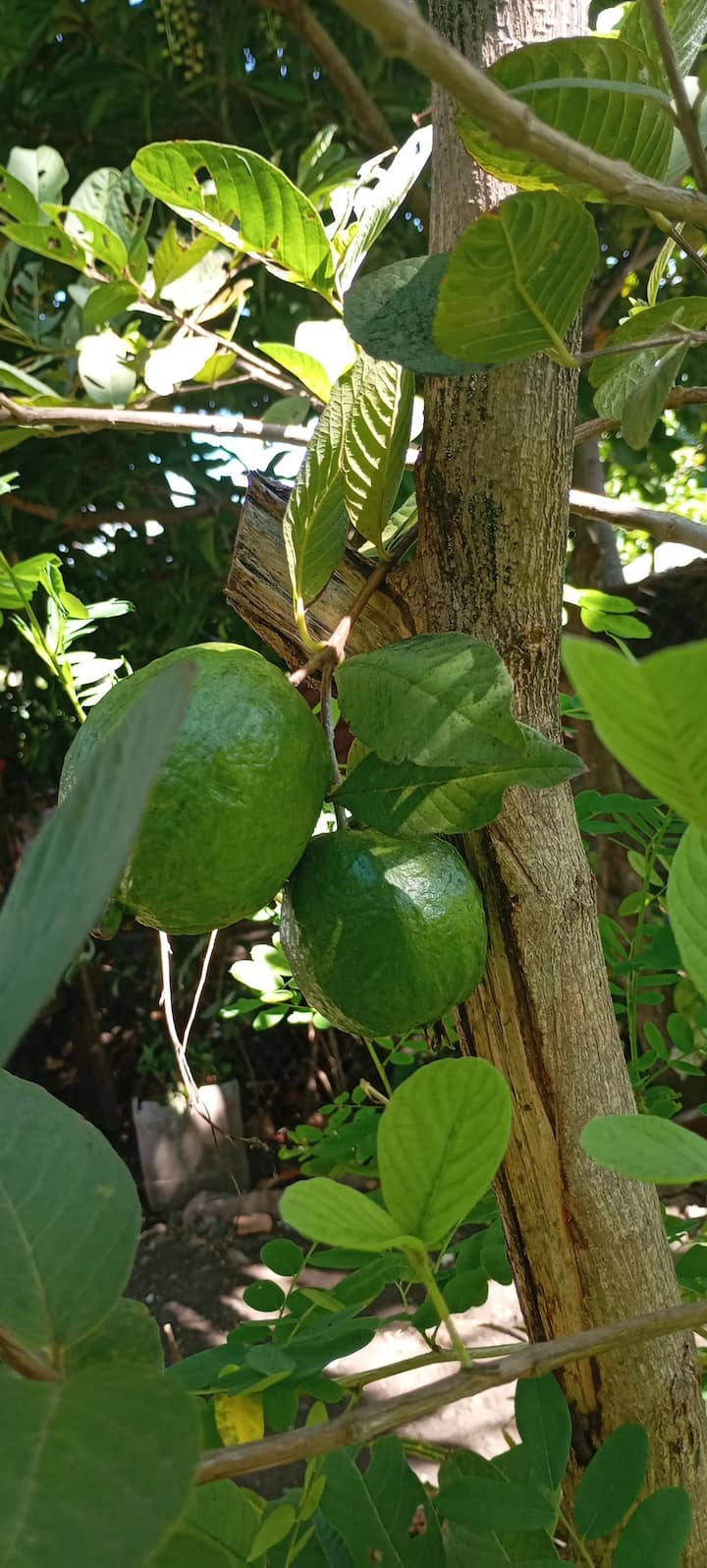 Home Away Home - Papua New Guinea