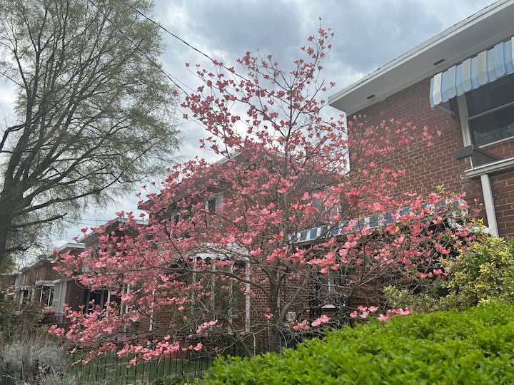 Sun-drenched Takoma Retreat - 2br - Walk To Metro - Takoma Park, MD