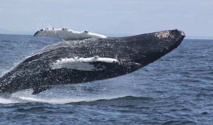 Watch The Whales From This Adorable Island Cottage - Eastport, ME