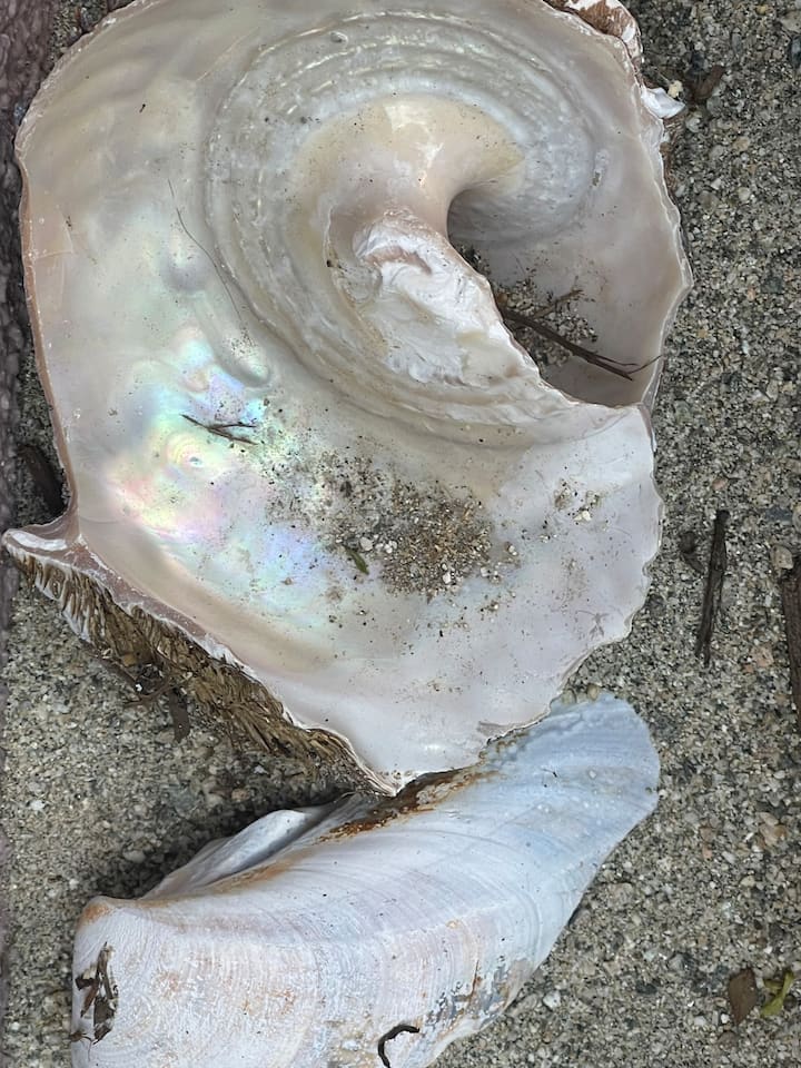 Beta Cozy Comfort - Ventura