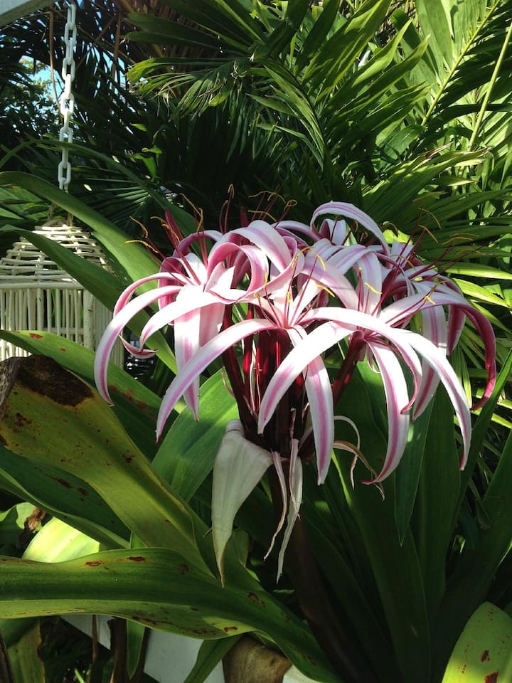 Penguins On The Beach Resorts 2 Bed 1 Bath - Cocoa Beach, FL