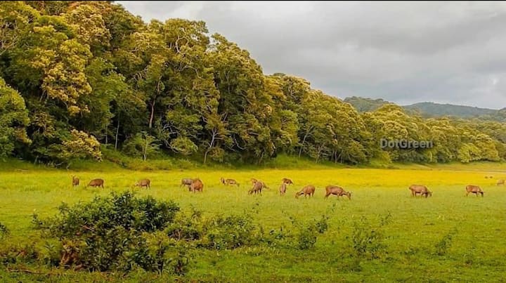Stay Close To Nature - Thekkady