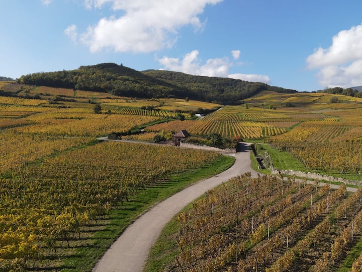 Charmant Gîte Au Cœur Des Vignes - Kaysersberg