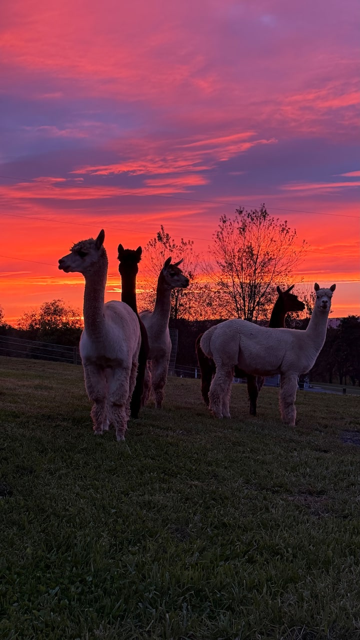 Llamas, Alpacas, & Poultry - The Nest At Kaaj Free - Pennsylvania