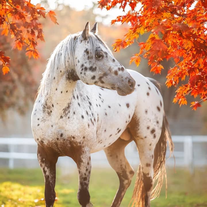 The Stable House - Charming Country Retreat - Redmond, OR
