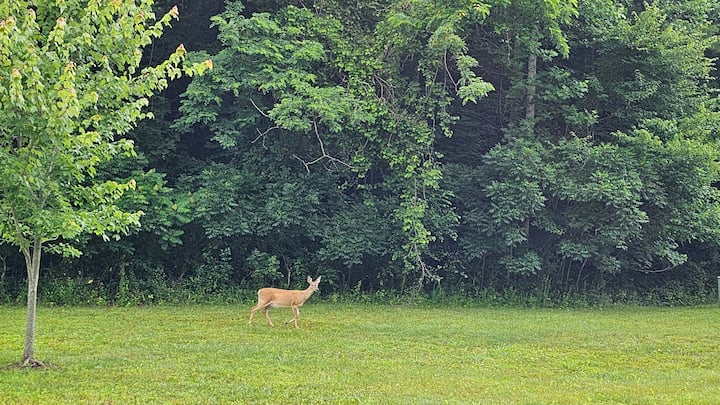 Honeysuckle - Blairsville, GA