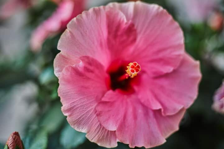 Mon Boutique Junior Suite - Pollensa