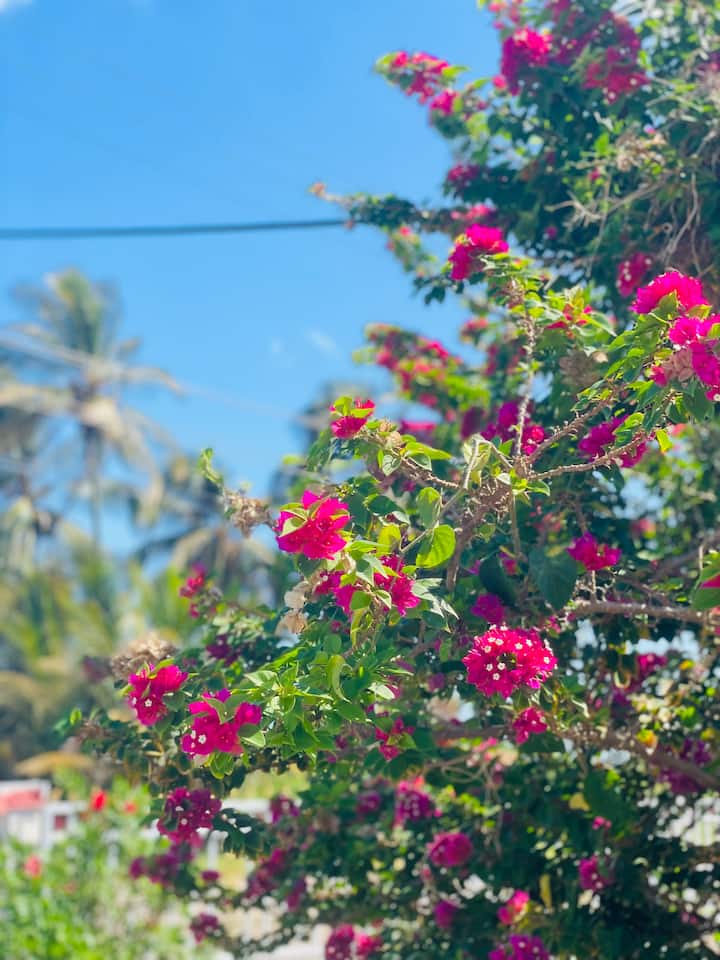 Guesthouse Switi - Suriname