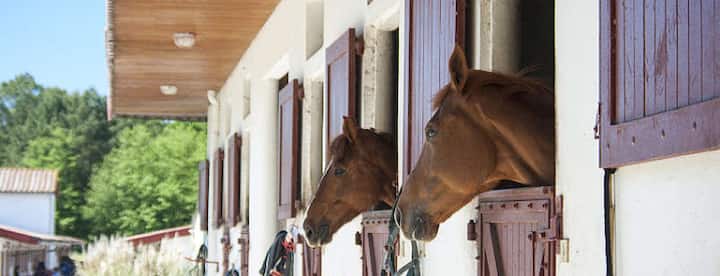 Escapade Dans L'écurie - Maisons-Laffitte