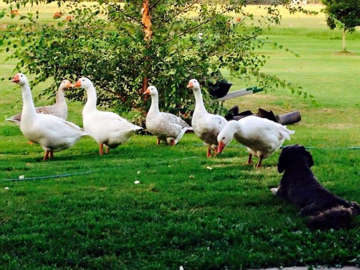 The Barn On Greenacres - Queensland