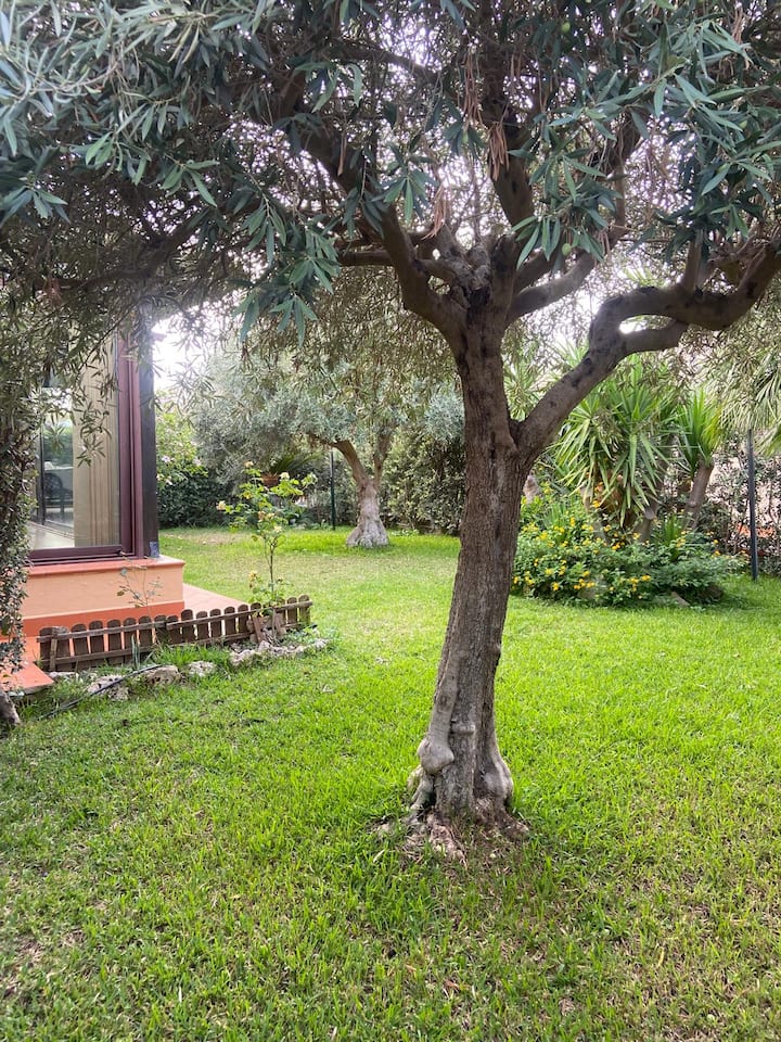 Il Giardino Di Seba - Campofelice di Roccella