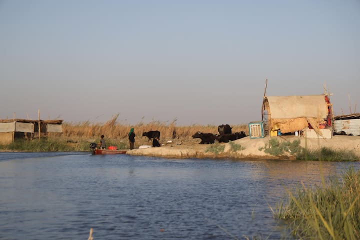 محافظة الناصريه قضاء الجبايش في اهوار - Iraq
