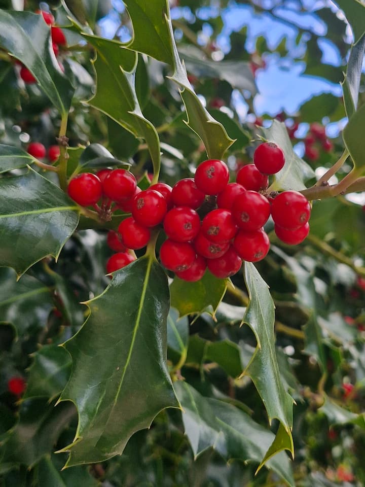 Maison Du Houx Et Des Roses - Augny