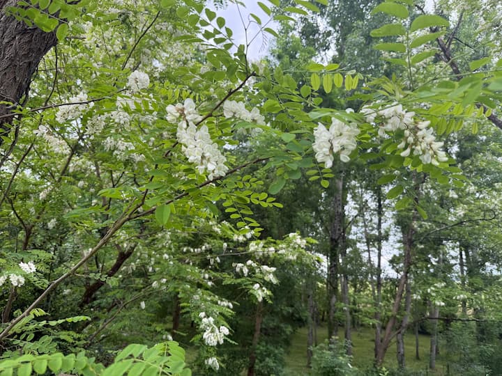 Le Rucher De Fanny - 14 Personnes - Libourne