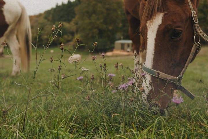 Walnusshügel - Meisenheim