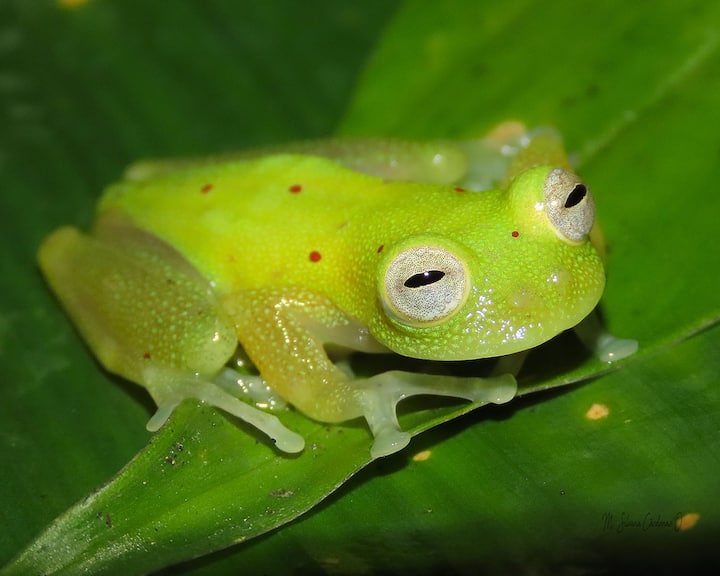 Colibríes, Biodiversidad Y Protección Ii - Manizales