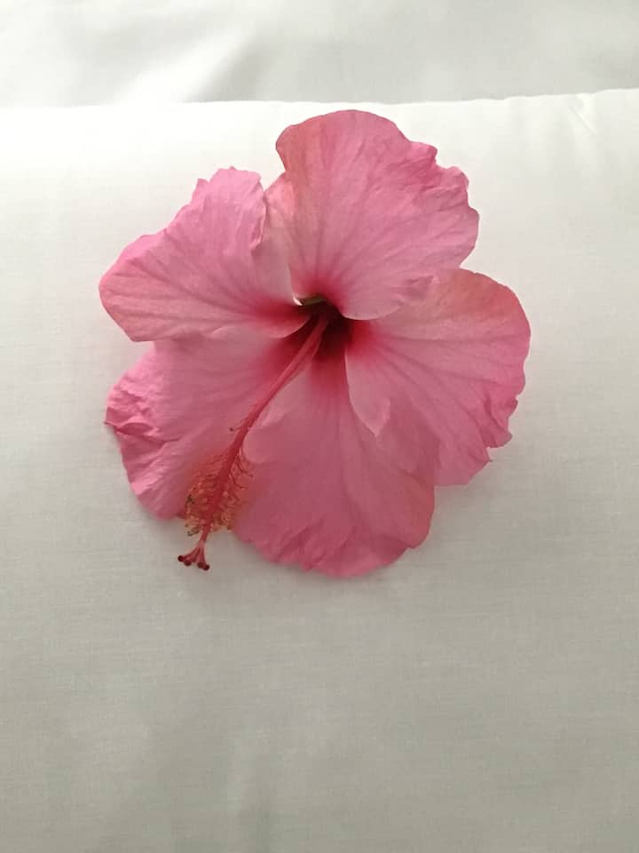 Logement Hibiscus - Saint-Pierre