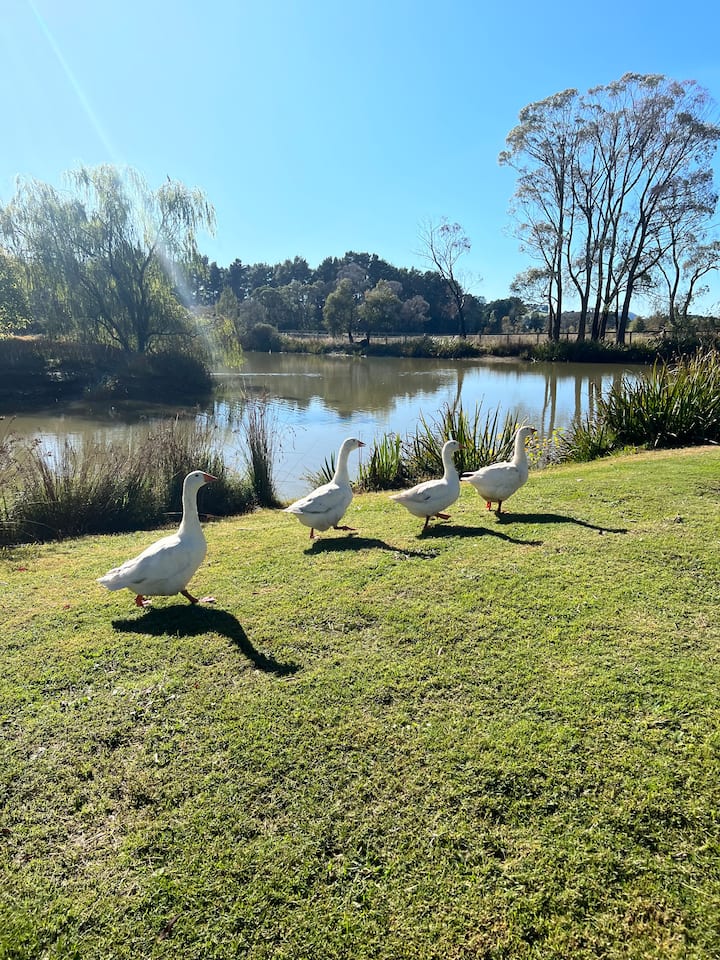 Owlswood Cottage - Bowral