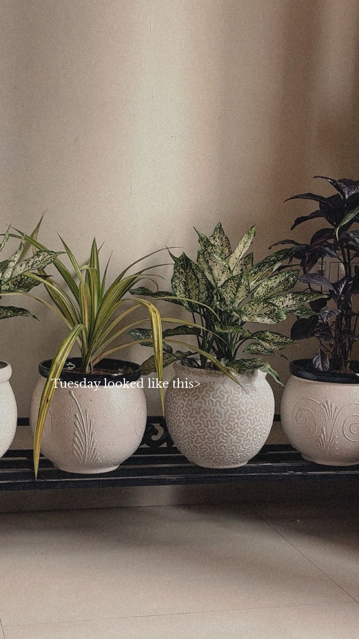 2 Bhk Fully Furnished Flat. - Kharar