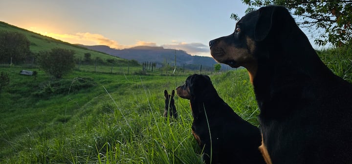 Cabaña En Pumalal - Araucanía