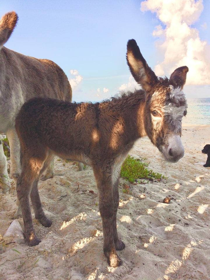 Tropically Curated Beachfront Retreat - Turks and Caicos Islands