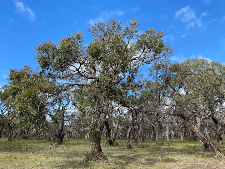 Banksia Bush Retreat @ Anglesea - Great Ocean Road