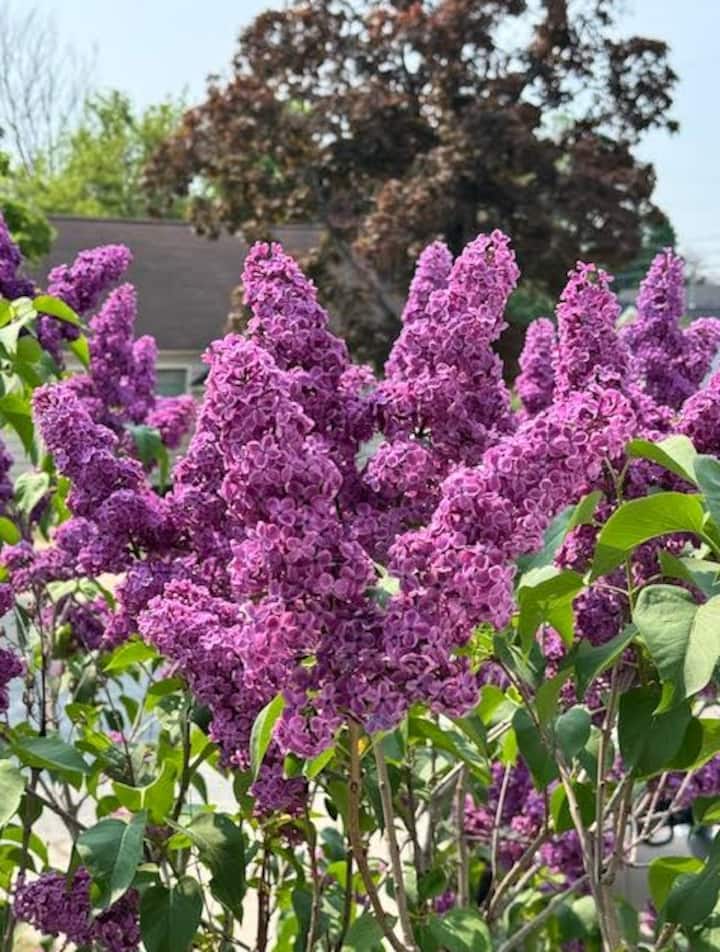 Winnybrük Cottage - Alpena, MI