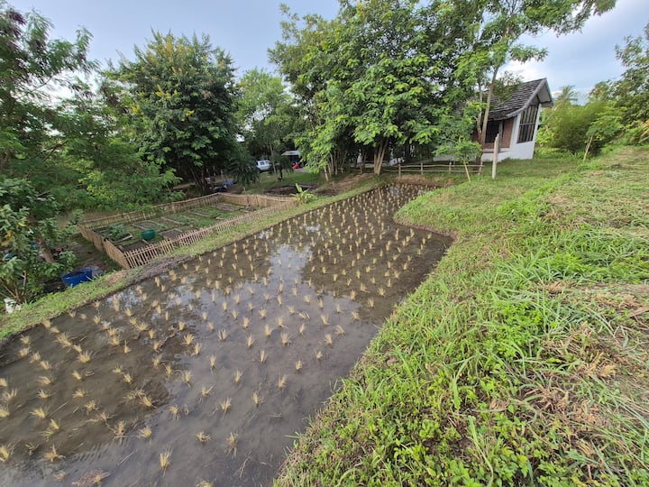 Banneua Local Life / Toobna 1 - Chom Thong District