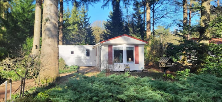 Knus Boshuisje In Drents Friese Wold | 4p | Natuur - Drenthe