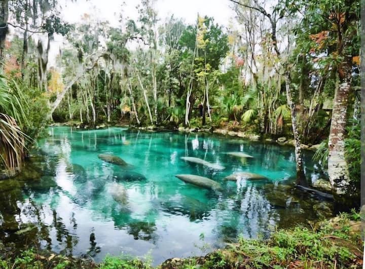 Sunny Kings Bay Getaway
Walk To Springs & Sleeps 6 - Crystal River, FL