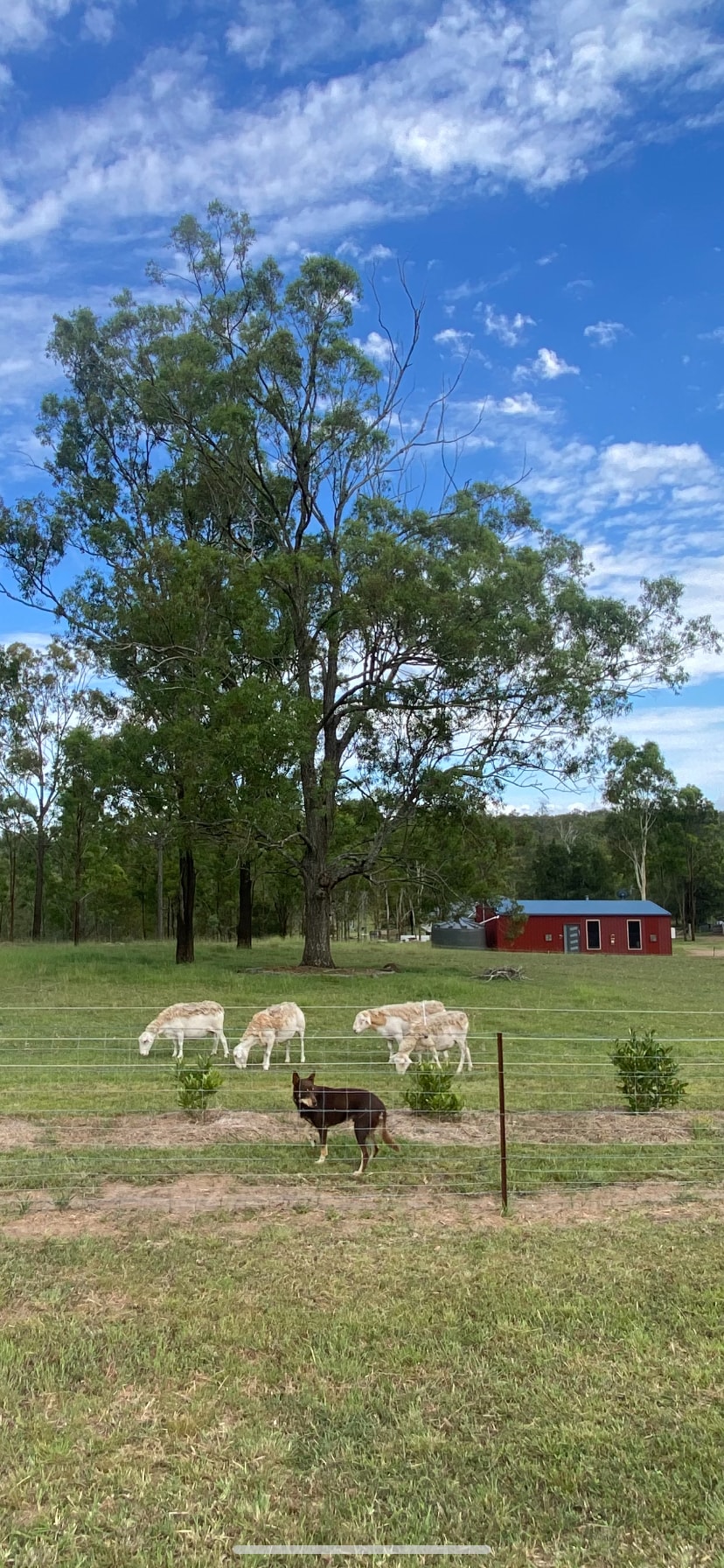 Kingrah Rest – Zruby na prenajímanie v meste Teelah, Queensland ...
