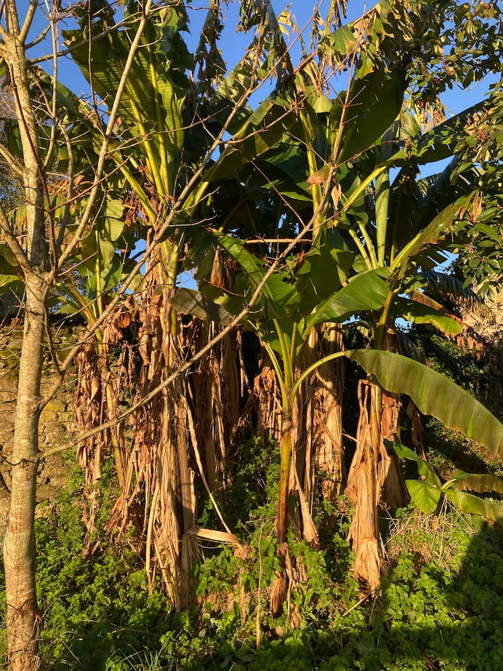 Coeur De Poneys - Villedieu-les-Poêles-Rouffigny