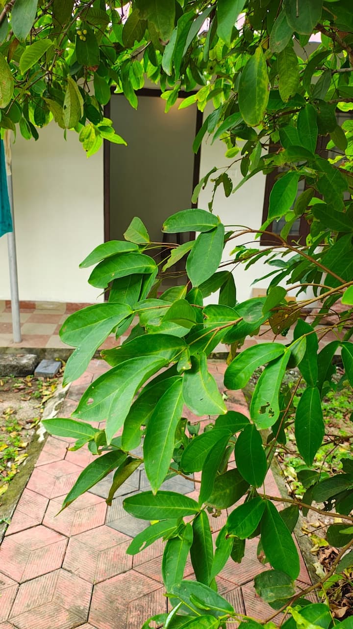 Eco-friendly Studio Near Varkala Beach. - Varkala
