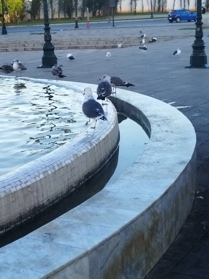 Salut Yves
49.50€ - Oujda