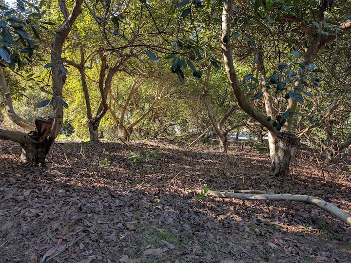 Orchard Camping Spot - Vista, CA