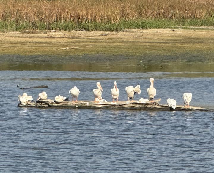 Mississippi Riverfront Cabin • Relax & Unwind - Nauvoo, IL