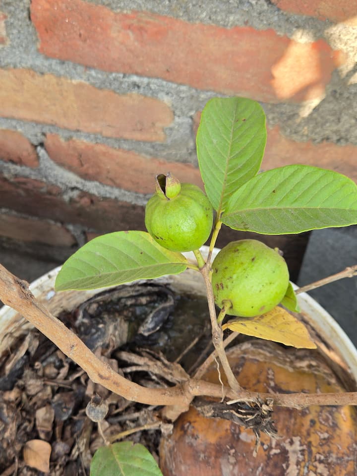 Pavo Farms - Faridabad