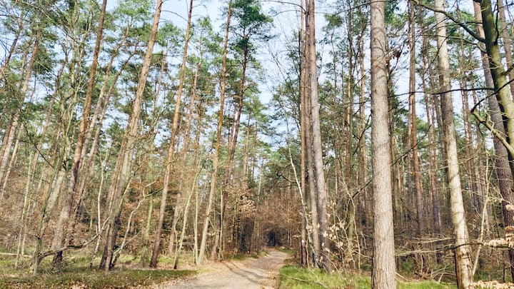 Ferienwohnung Im Silberbuchenwald - Bernau bei Berlin