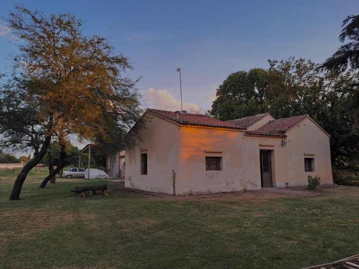 Araucaria - Colonia Caroya