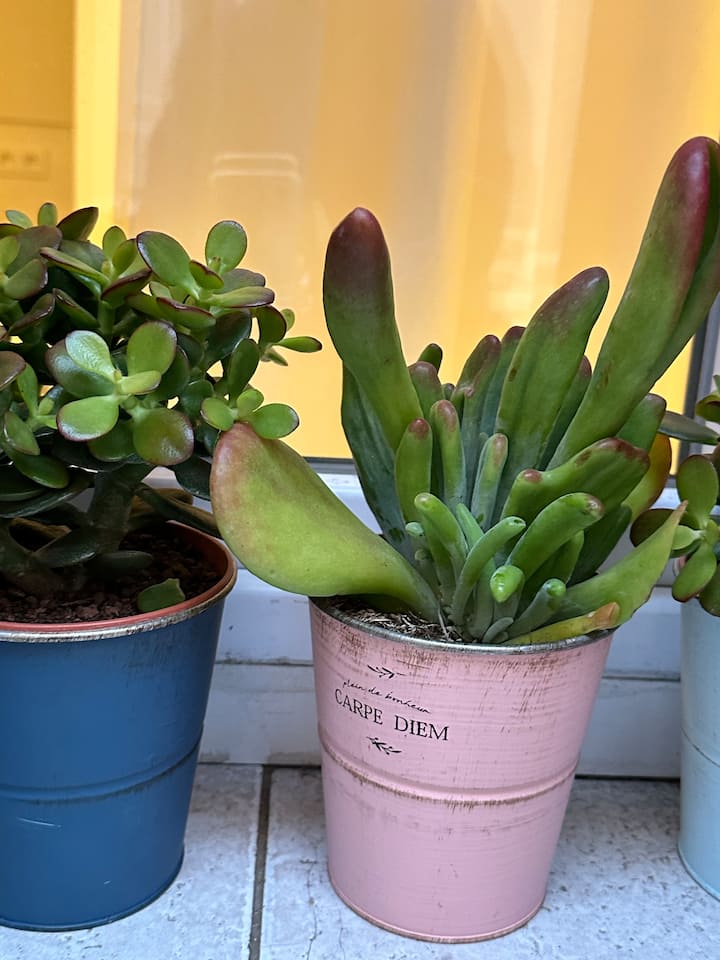 Appartement Typique Quartier Pêcheur Plein Centre - Sète