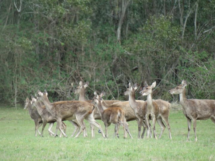 Fully Off-grid Long Term Stay - Forster