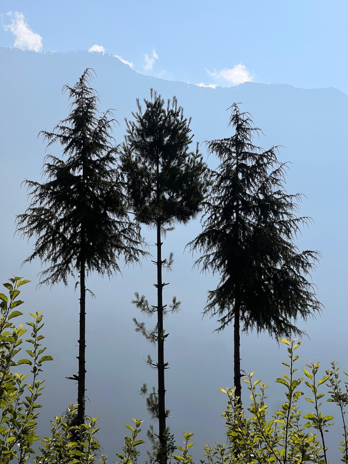 Glassy Jacuzzi Treehouse | TANDI | WI-FI | TREK 200 - Casas en el árbol ...