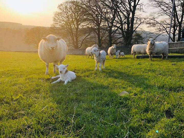 Penrhiw Fach: Stay On A Beautiful Organic Farm - South Wales