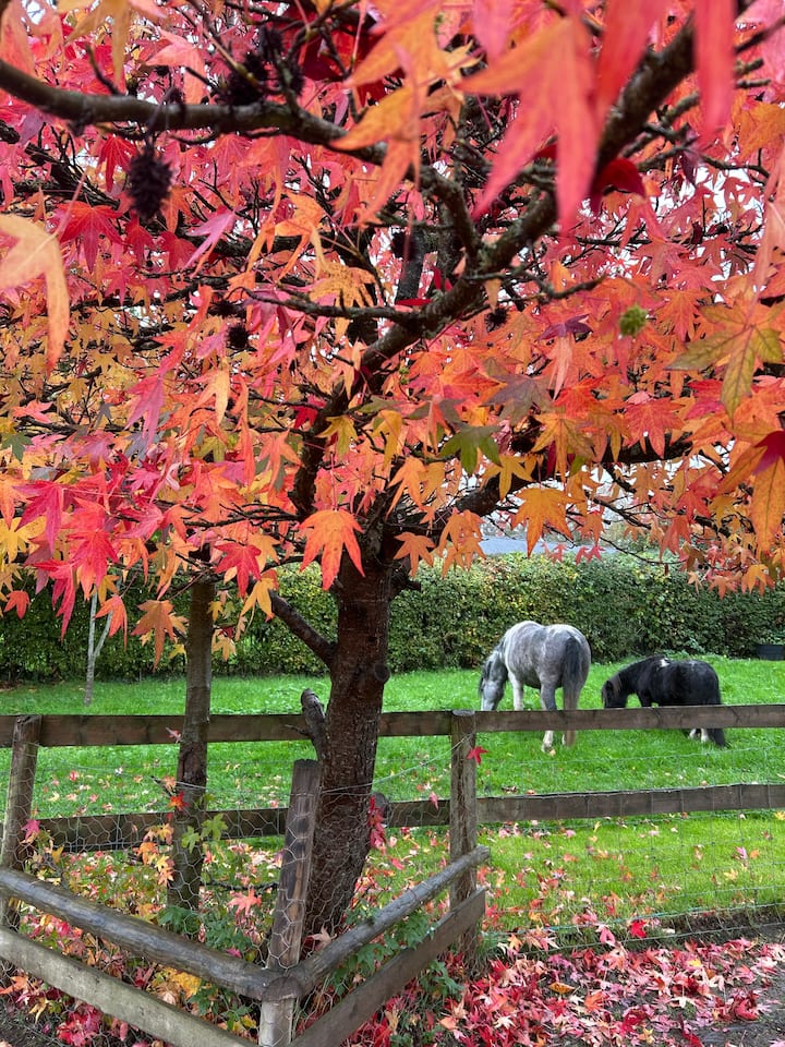 Meadowview - シャフツベリー