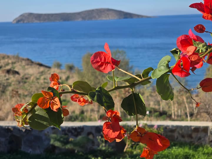 Gümüşlük At ÇIftliği Ve Plaj Yakın 1+1  Bahçeli Ev - Gümüşlük