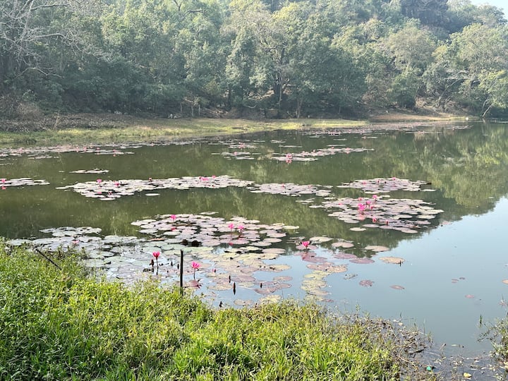 Nature’s Nest - Lake View - Pachmarhi