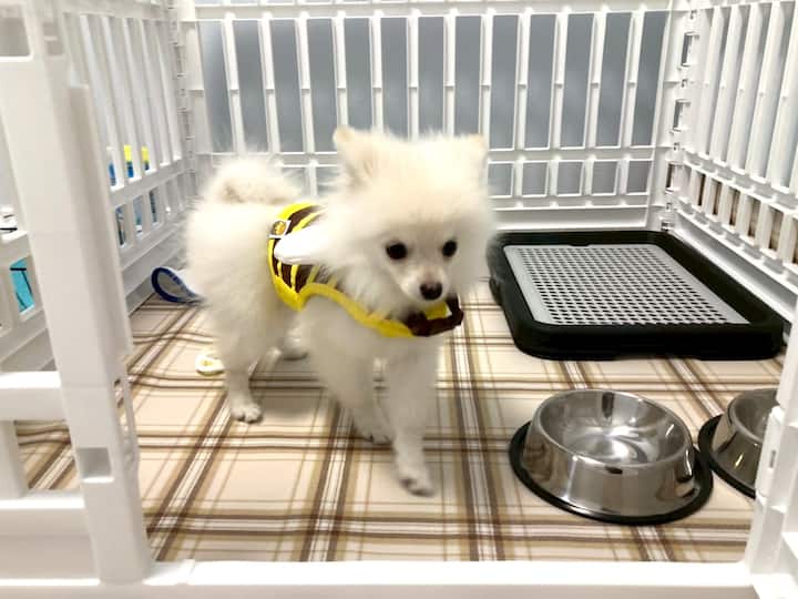 犬、ペット/最大11名/大阪、心斎橋、難波、usj、京都/車で30分/バーベキュー、たこやきパーティ - Kadoma