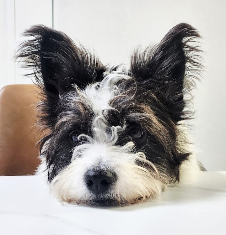 Meet Cute Dog & Cat Next Door | Cozy Private Annex - 구리시